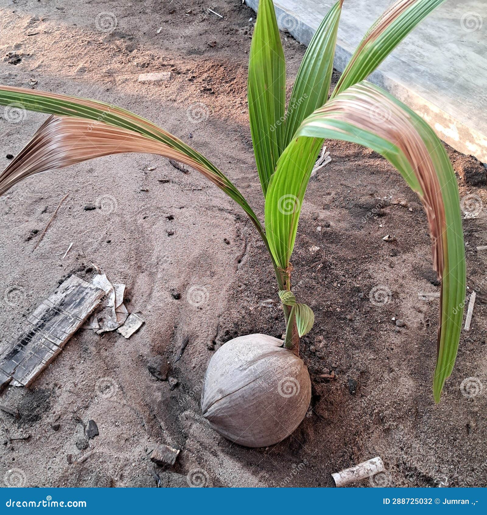 Coconut Shoots that Have Started To Grow Big. Stock Photo - Image of ...