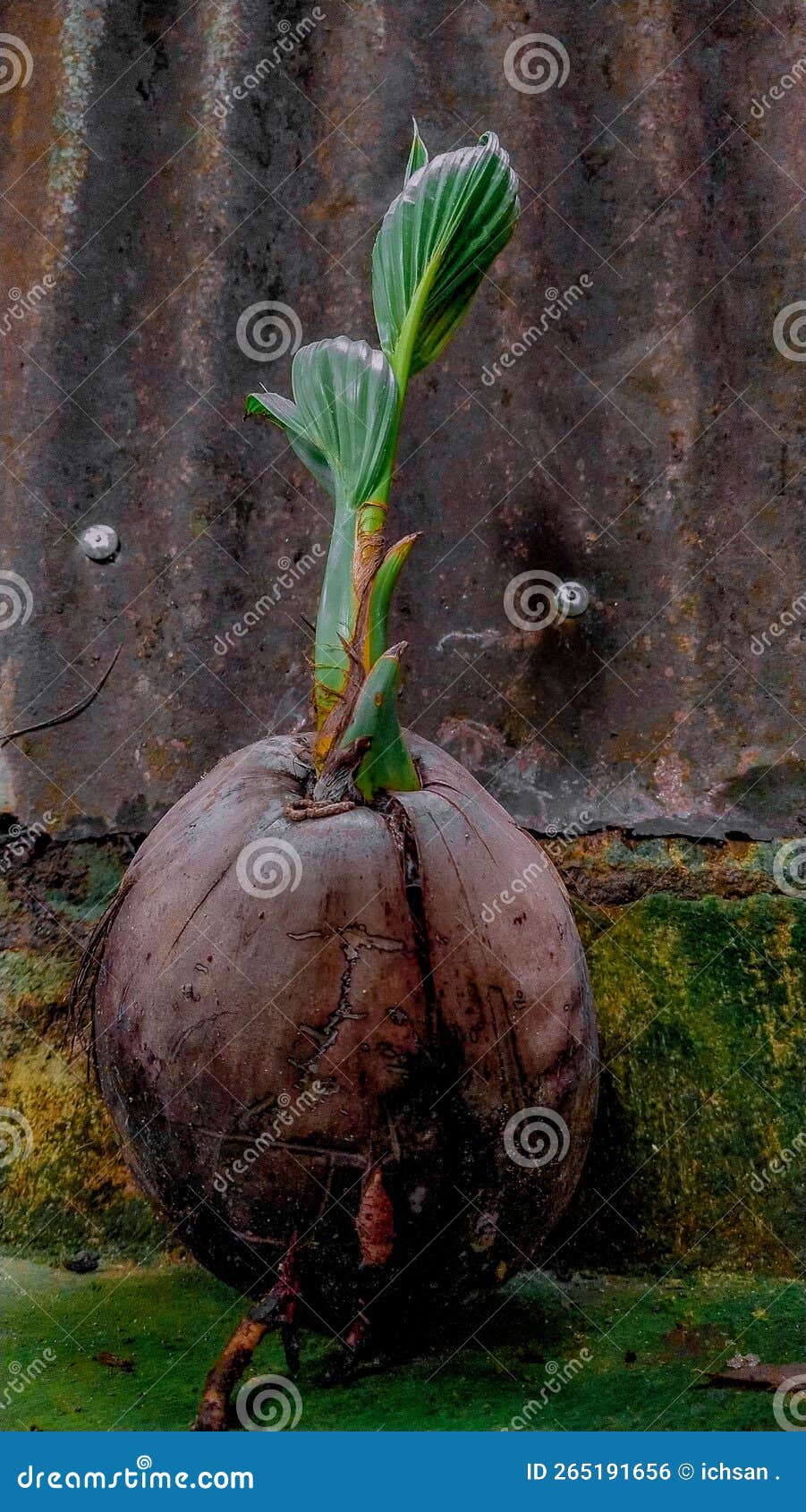 Germinating coconut images stock photo. Image of grow - 265191656