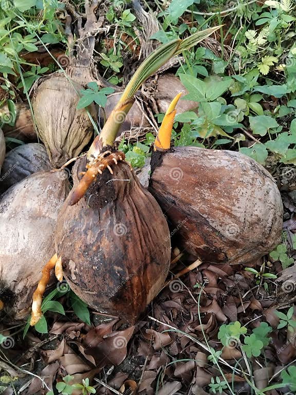 Coconut Shoots with Roots in the Fruit that Will Grow into a Coconut ...