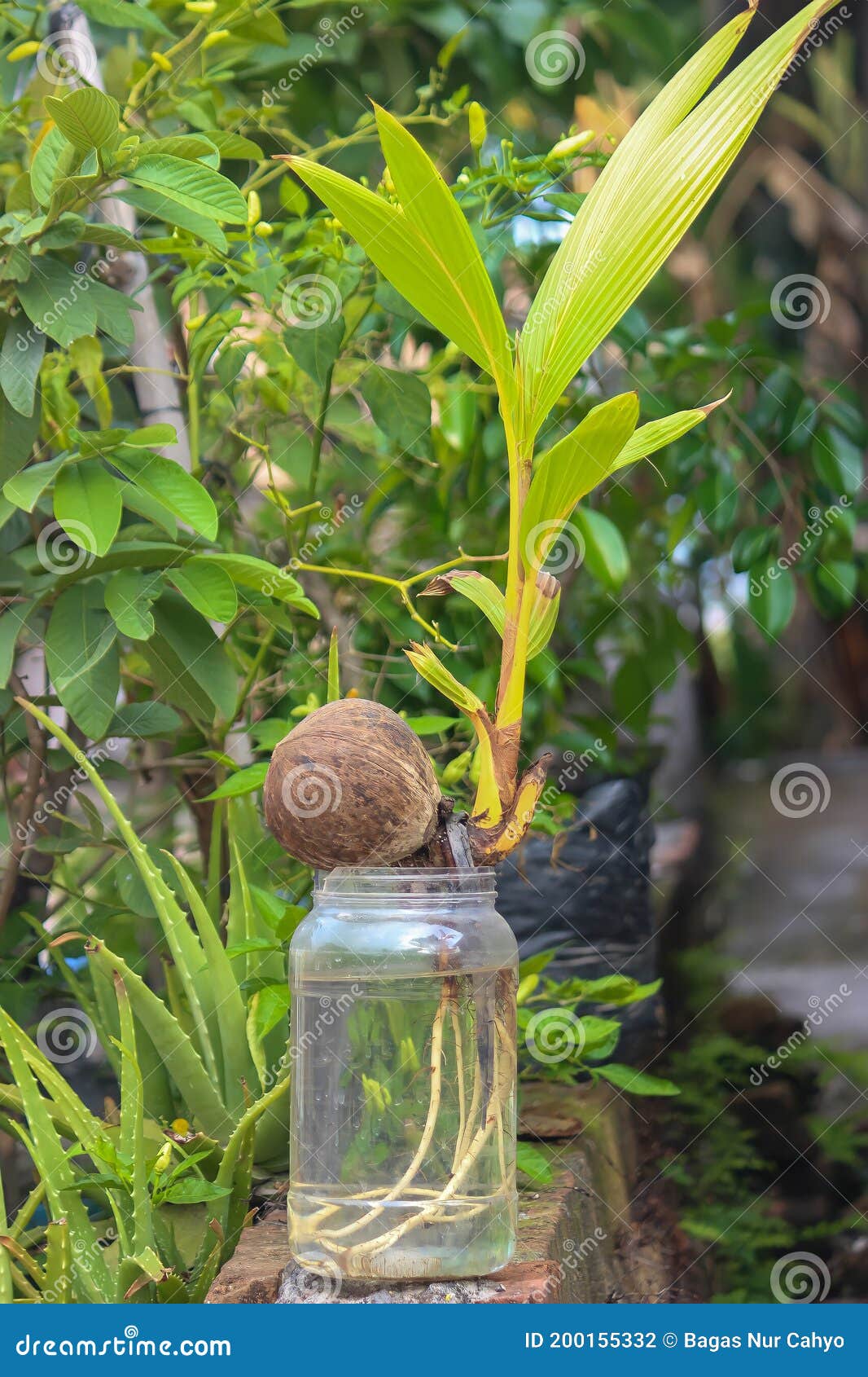 Coconut Shoots Which are Used As Home Decoration Stock Photo - Image of ...