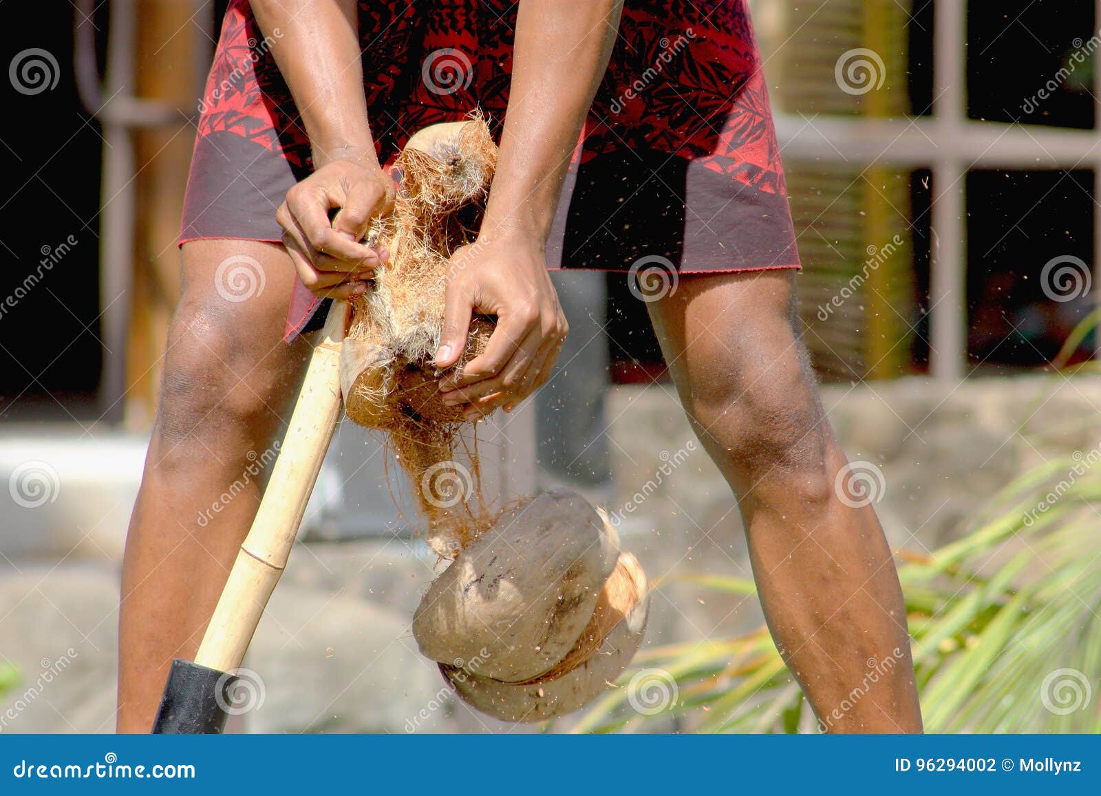 Coconut shuck stock photo. Image of peel, skill, fall - 96294002
