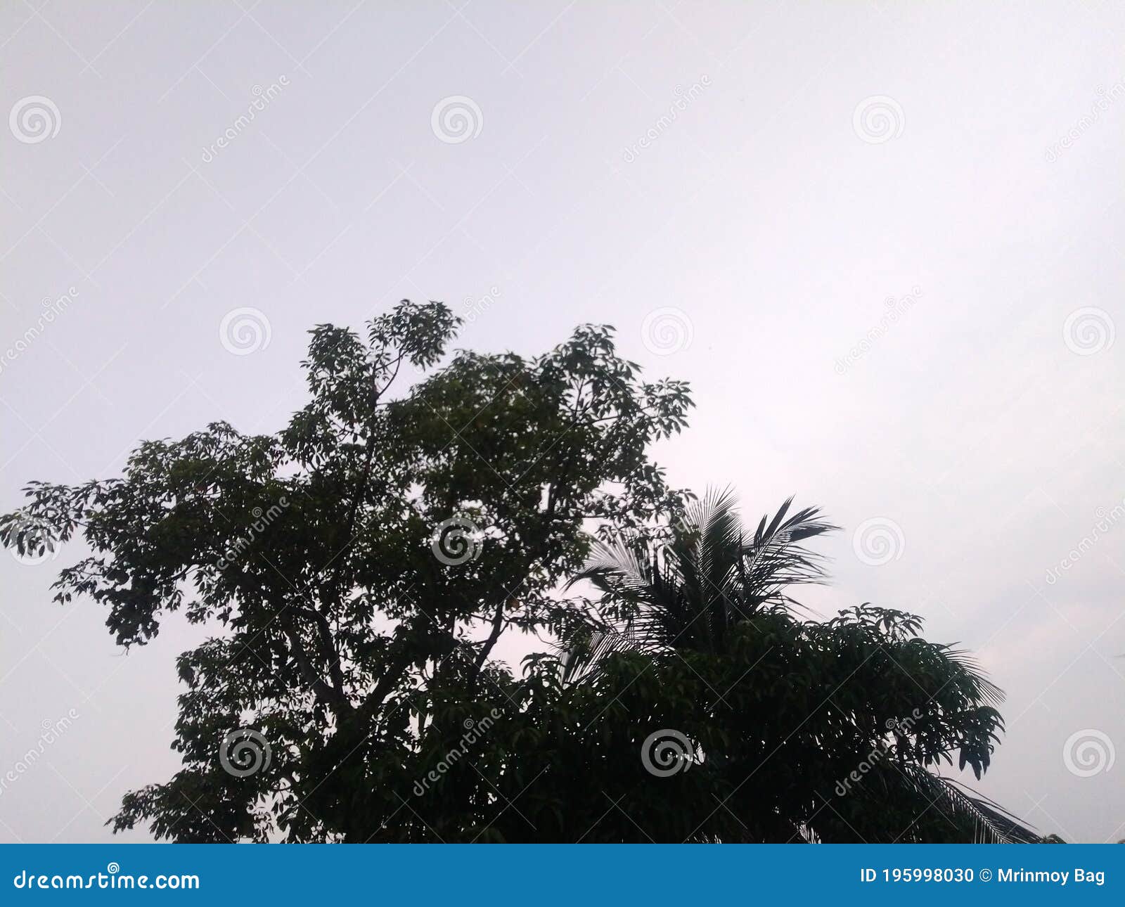 Simul Trees Photos - Free & Royalty-Free Stock Photos from Dreamstime