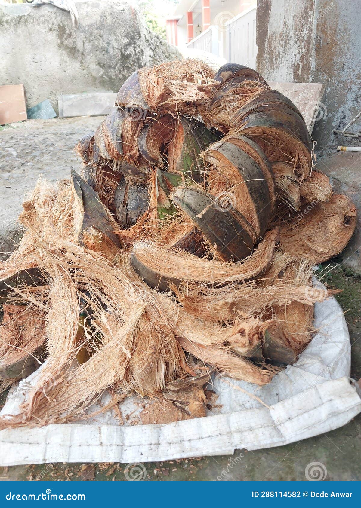 Coconut Skin !!! stock photo. Image of vegetable, tree - 288114582