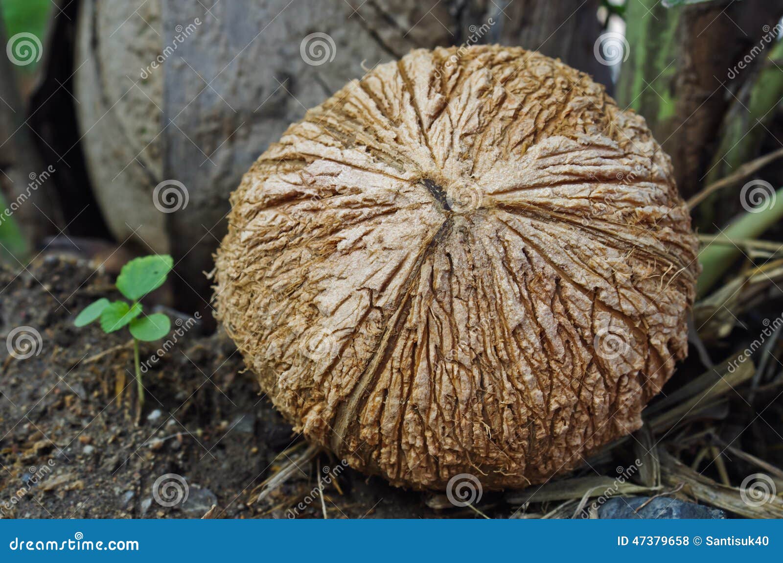 Coconut skin stock photo. Image of skin, food, safety - 47379658