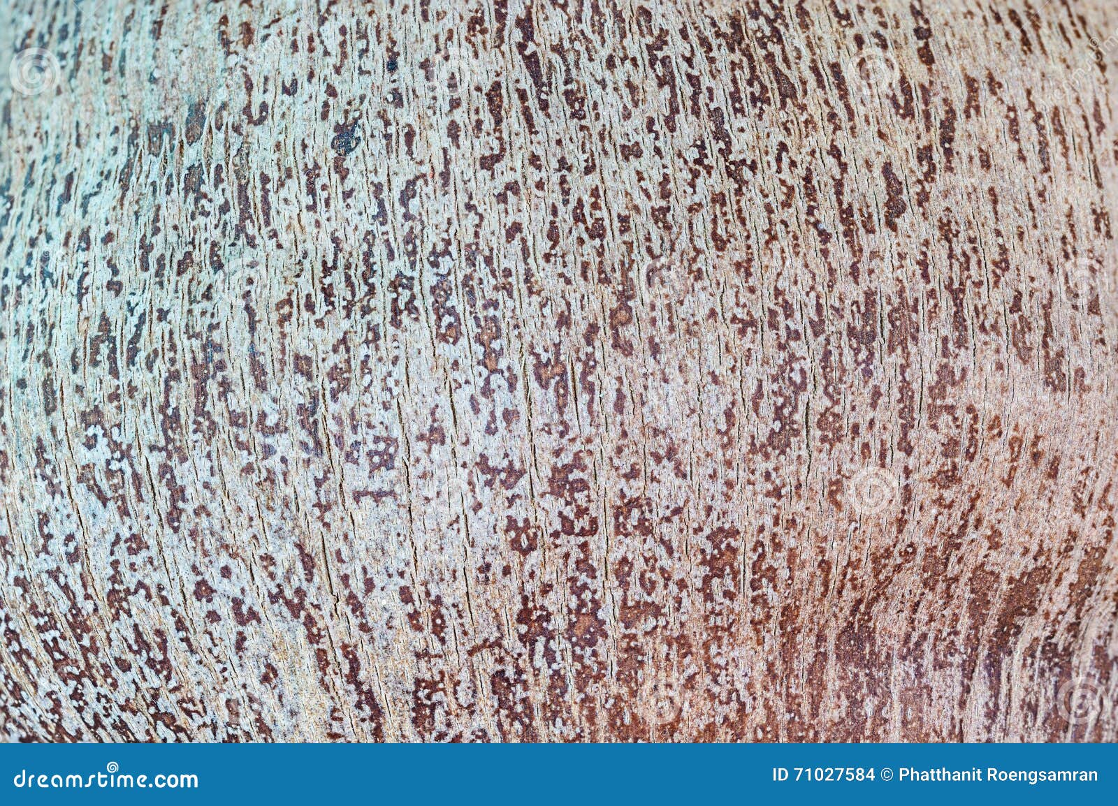 Coconut Skin Tree Texture Royalty-Free Stock Photo | CartoonDealer.com ...