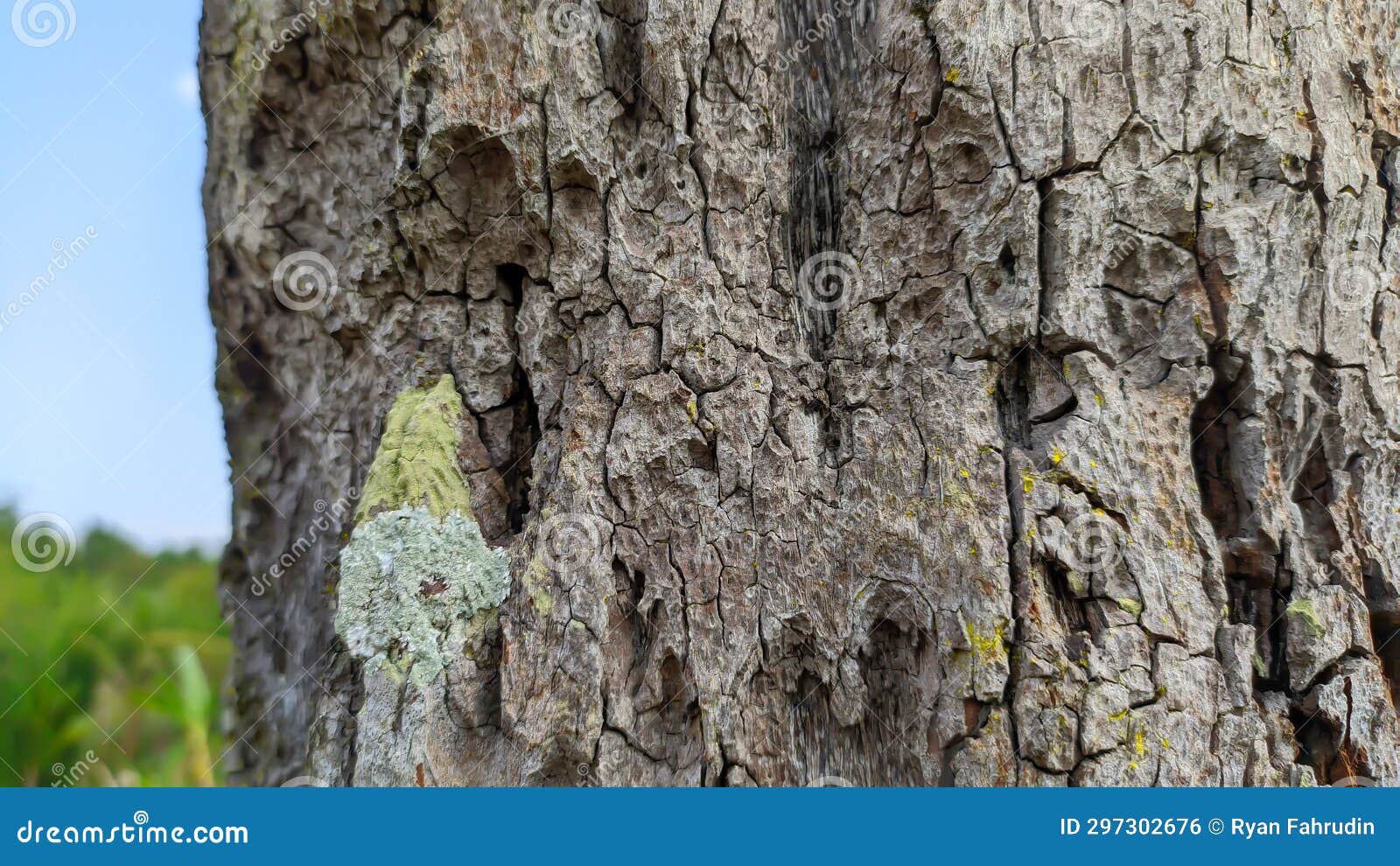 Coconut skin texture stock photo. Image of fruit, tropical - 297302676