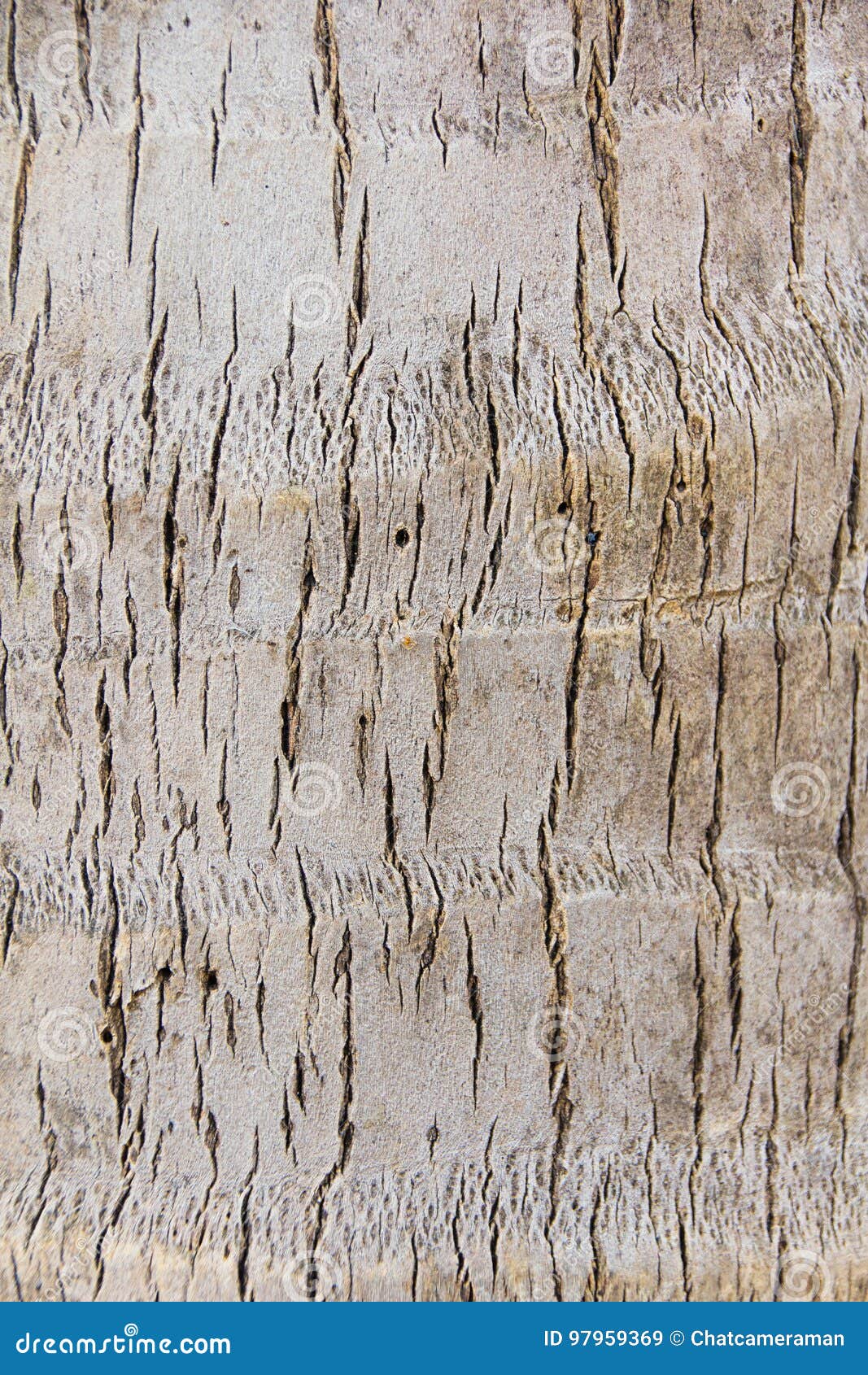 Coconut skin tree texture stock image. Image of design - 97959369