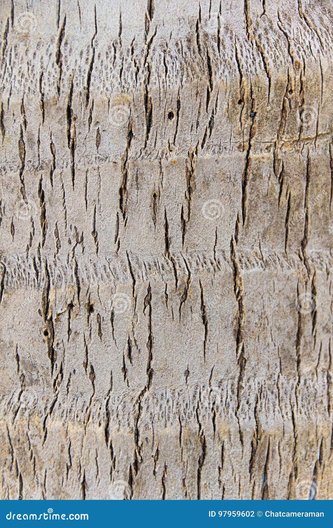 Coconut Skin Tree Texture Royalty-Free Stock Photo | CartoonDealer.com ...