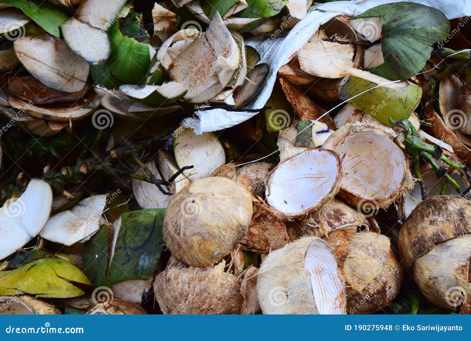 Coconut Skin Tree Texture Royalty-Free Stock Photo | CartoonDealer.com ...