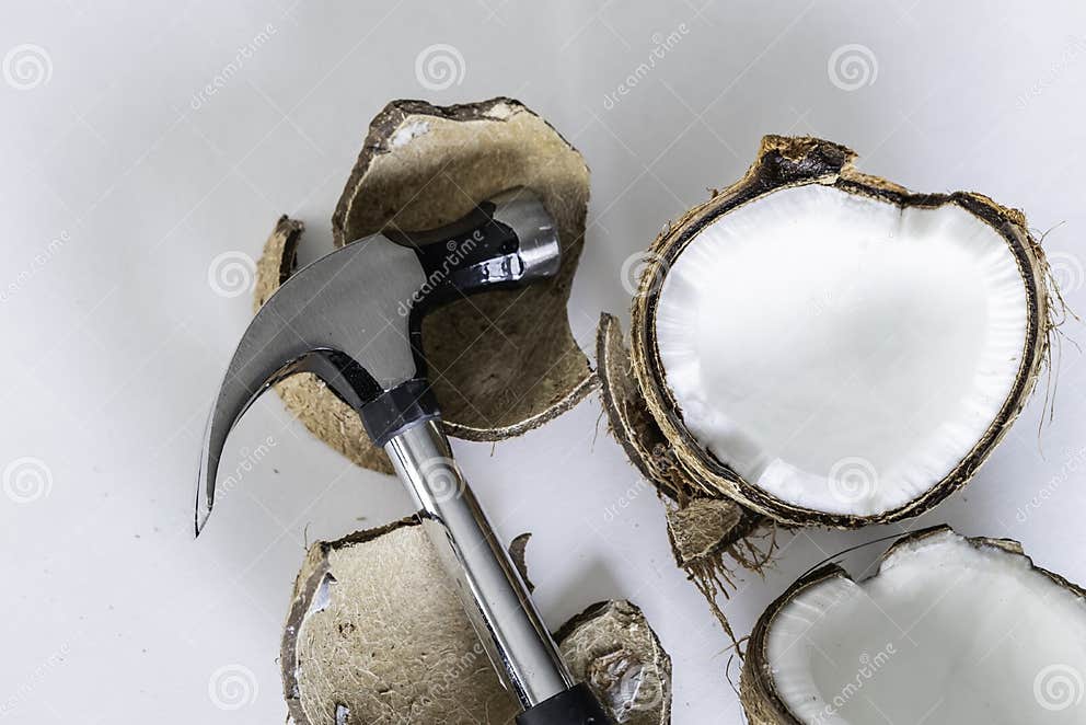 Coconut Shell Smashed Open and into Pieces with a Hammer Stock Image ...