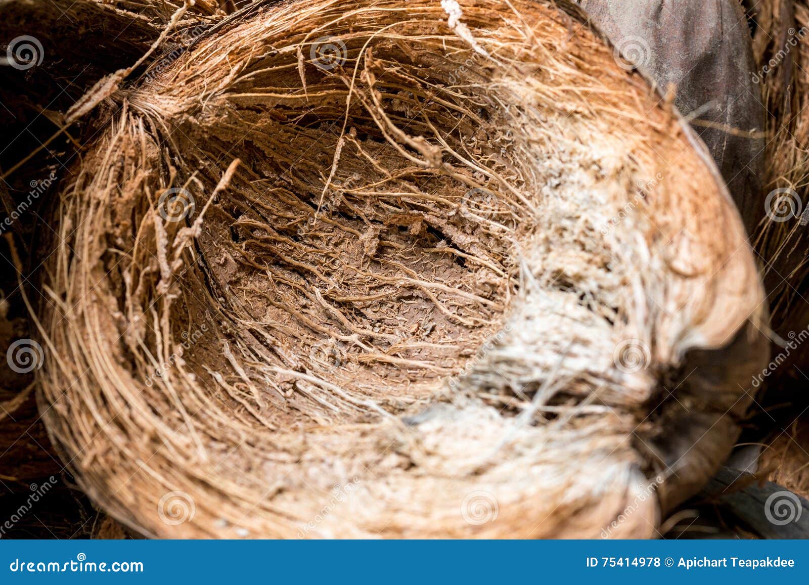 Coconut Spathe Fiber Isolated On White Background Stock Photography ...