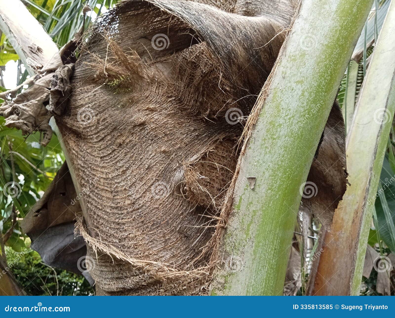 Coconut Spathe Fiber on the Trunk of Coconut Tree Stock Image - Image ...