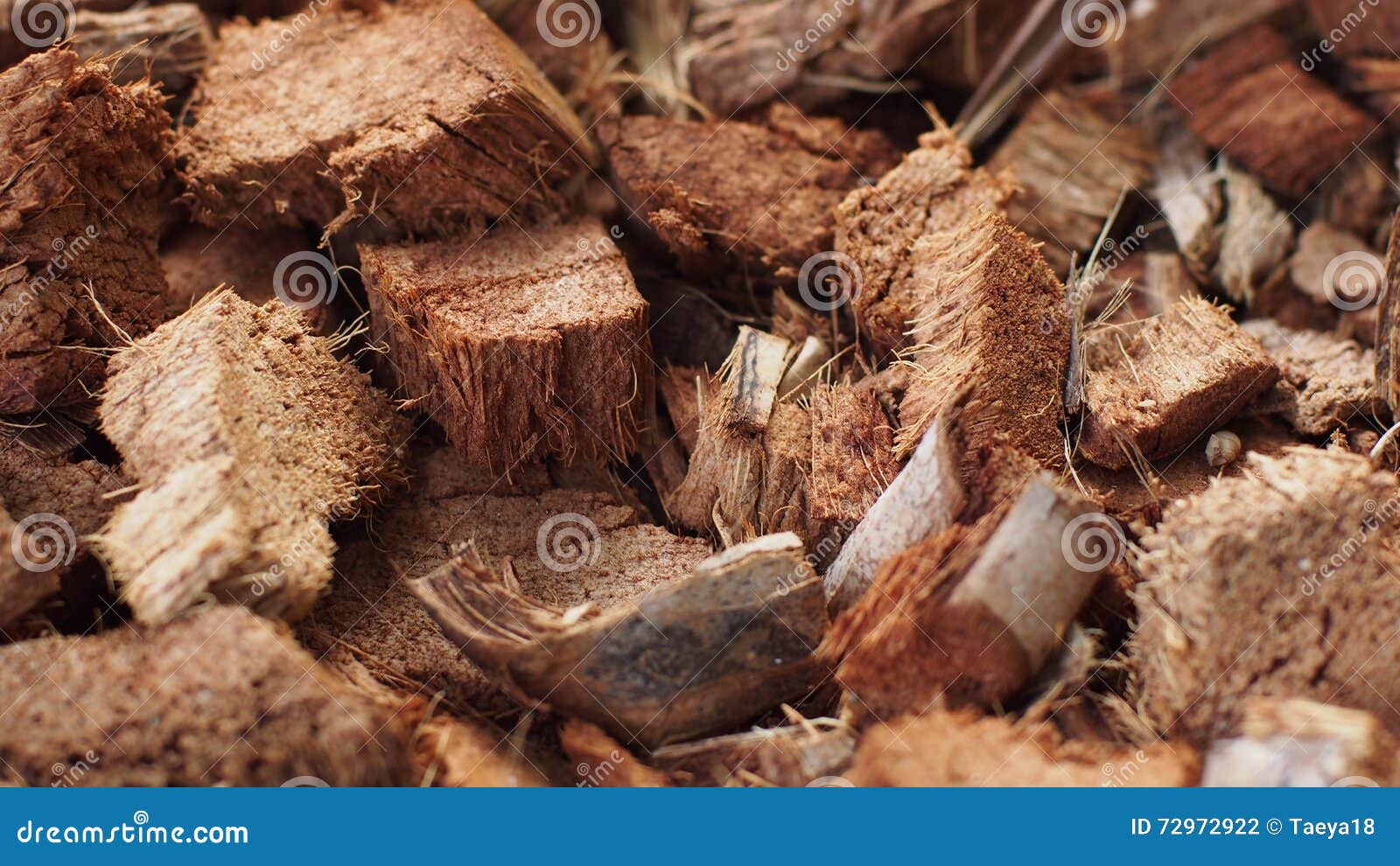Coconut spathe stock photo. Image of smashed, plant, summer - 72972922