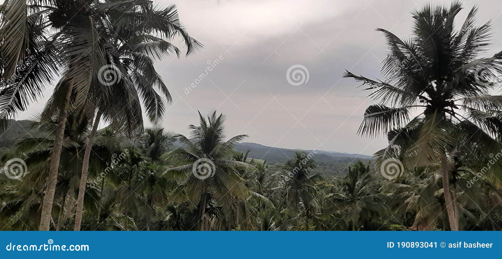Coconut Spirit Beautiful Skies Stock Image - Image of spirit, wind ...