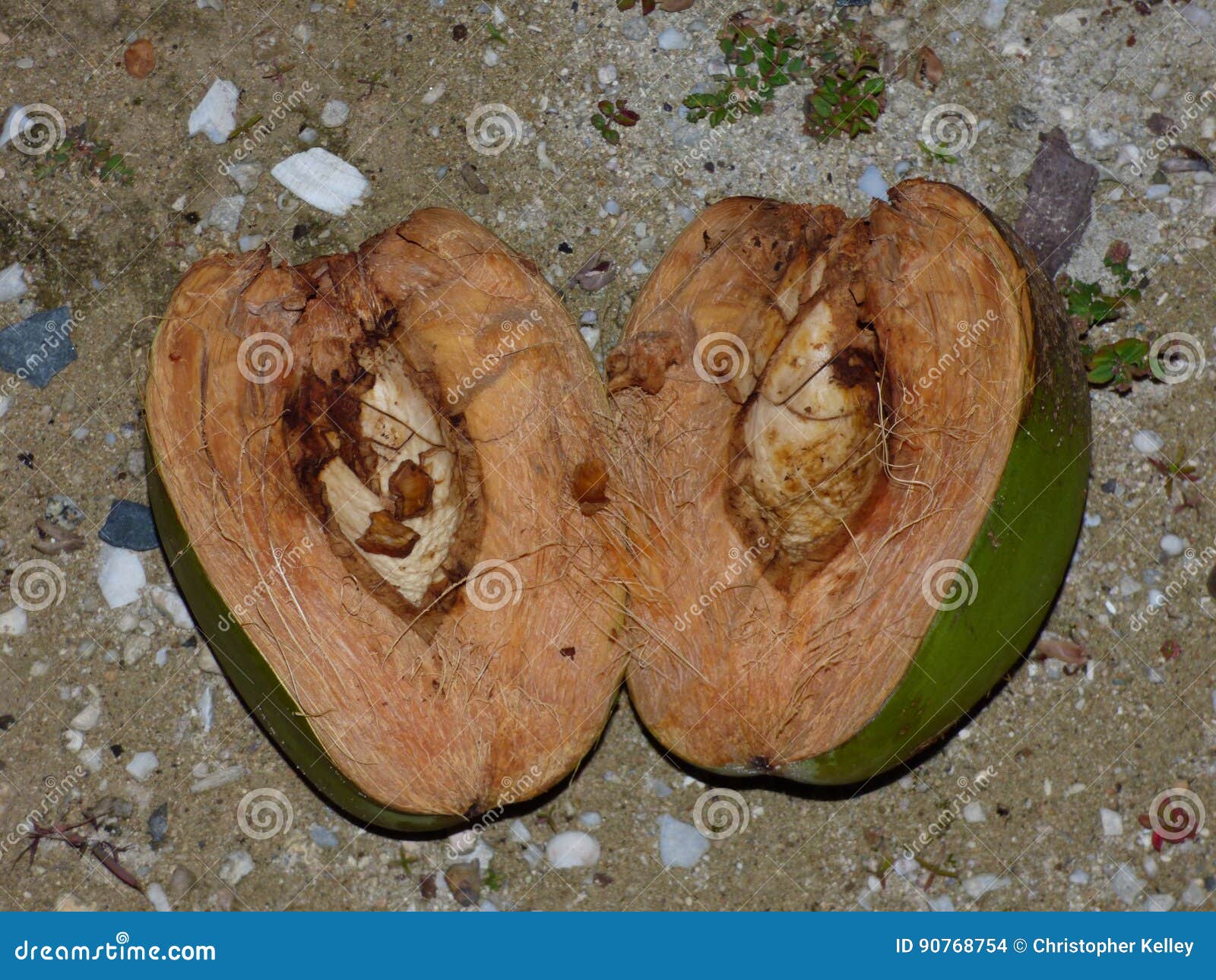 Coconut Split stock photo. Image of tropical, coconut - 90768754
