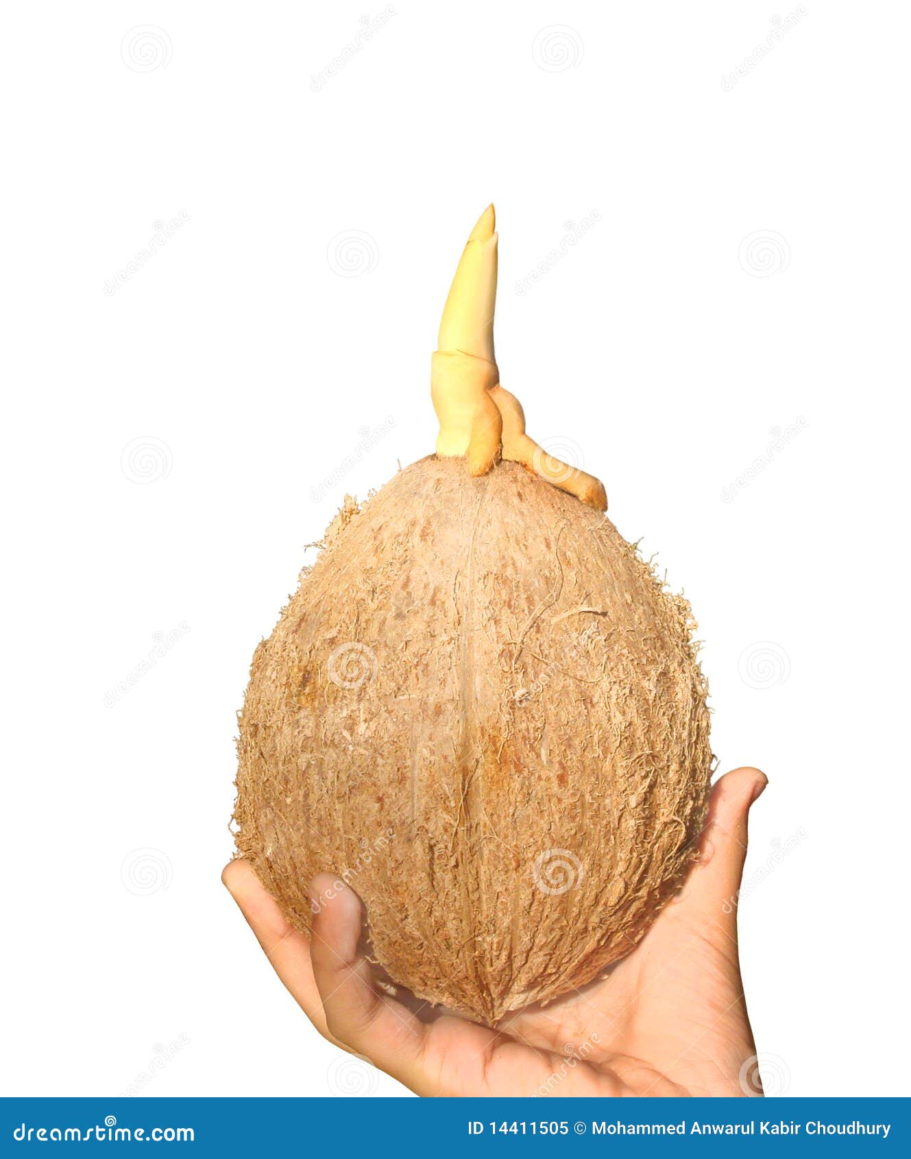 Coconut sprout stock image. Image of peeled, nature, baby - 14411505