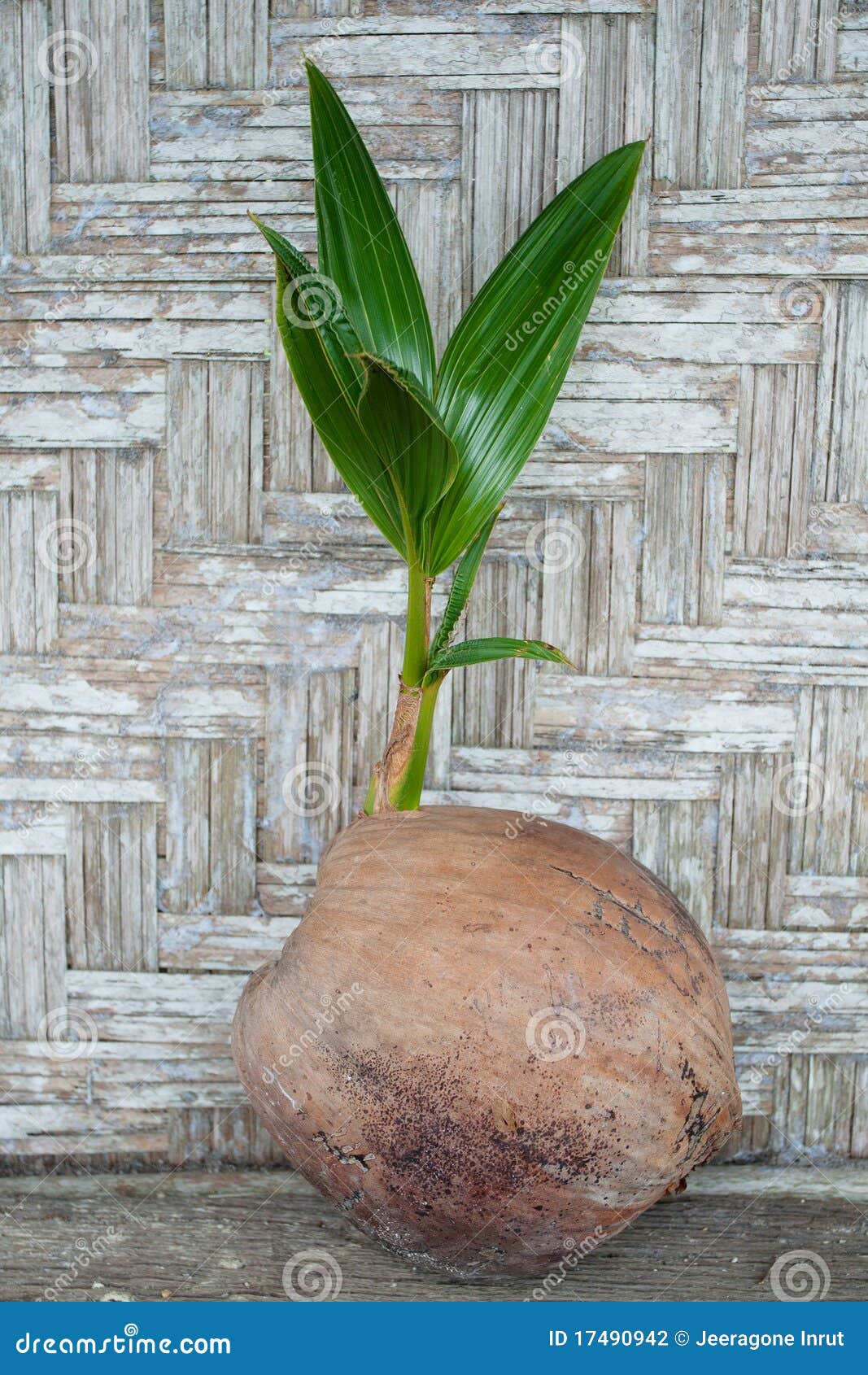 Coconut sprout stock photo. Image of asia, small, tropical - 17490942