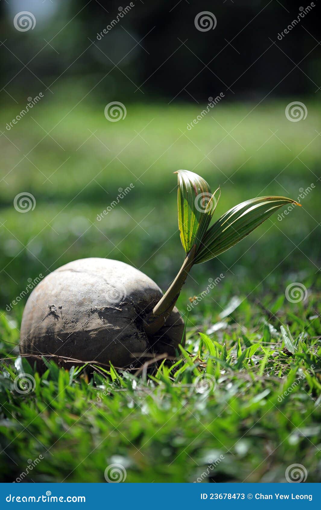 Coconut sprout stock image. Image of leaf, palm, tree - 23678473