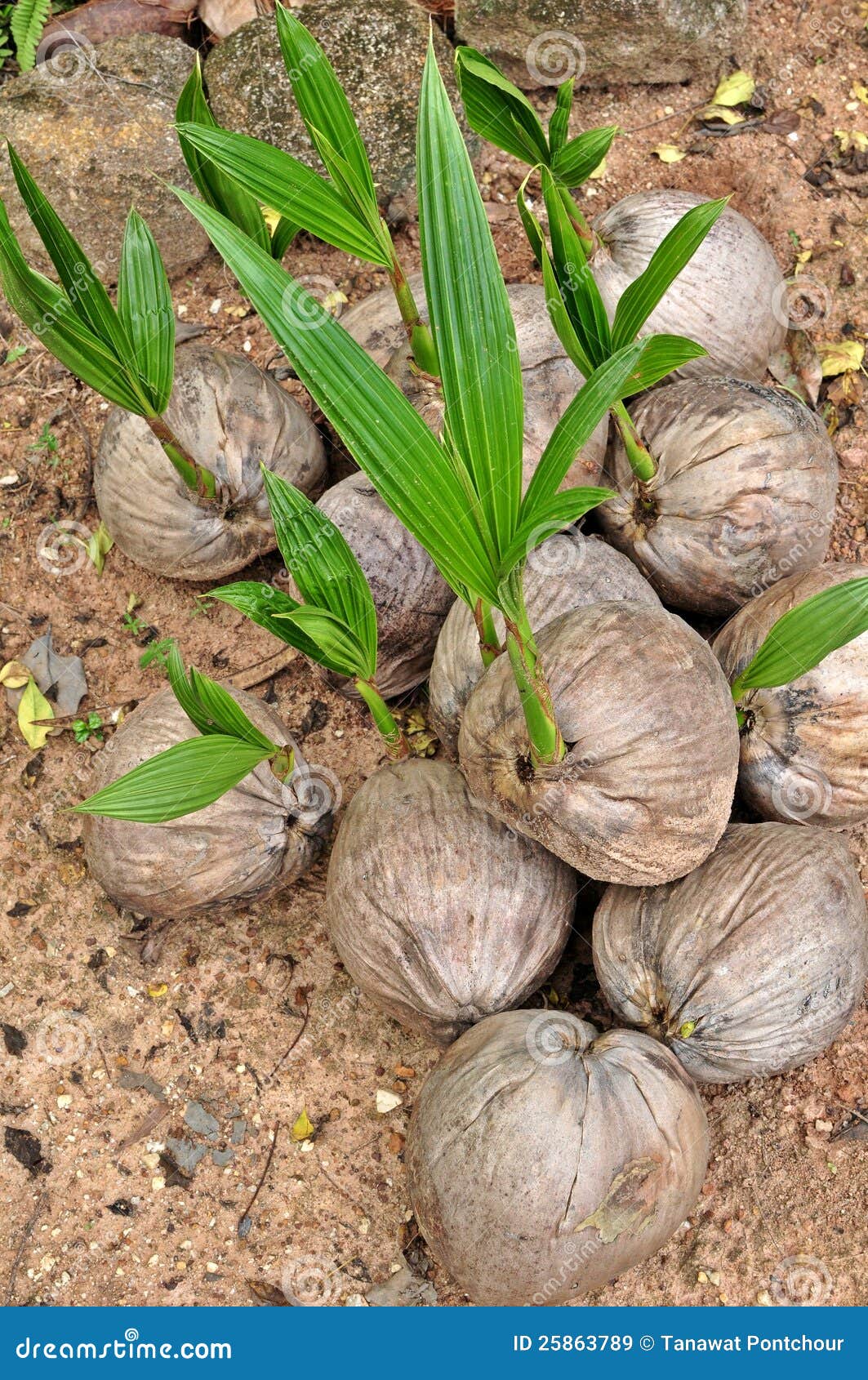 Coconut sprout stock image. Image of nature, sand, leaf - 25863789