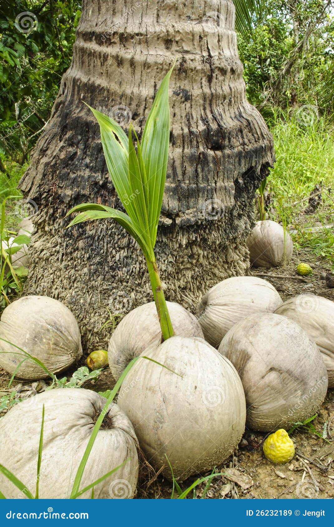 Coconut sprout stock image. Image of coconut, power, nature - 26232189