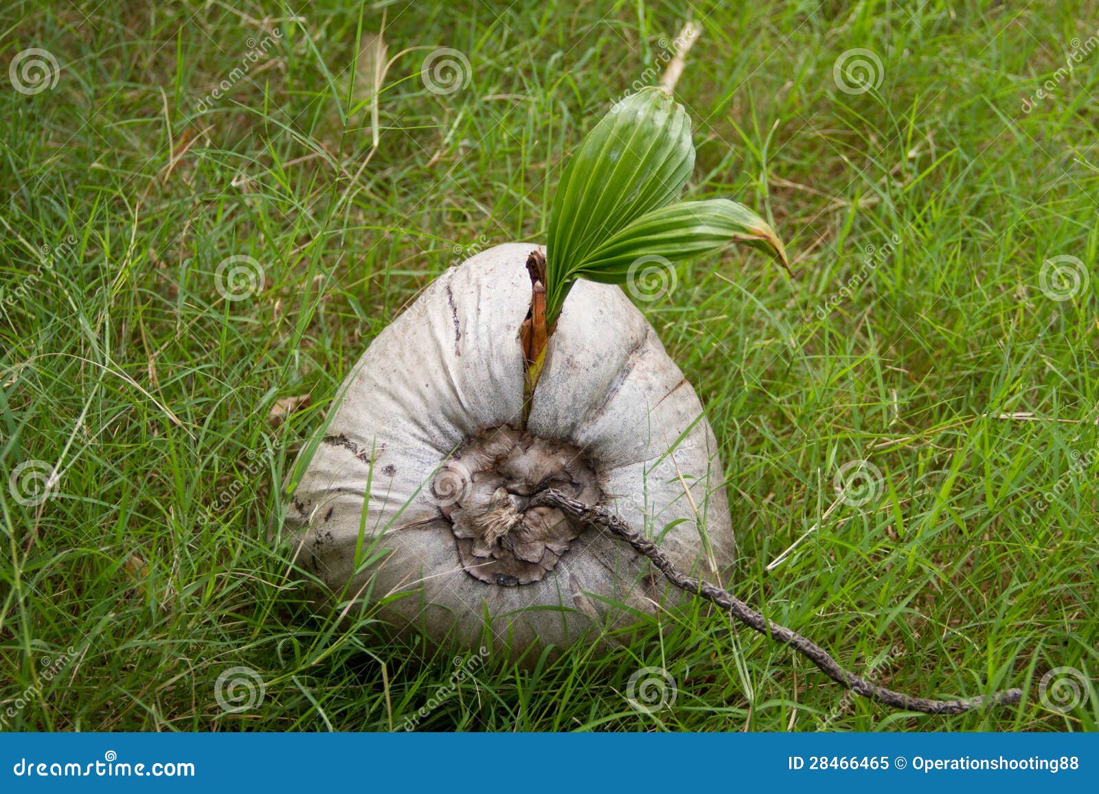 Coconut sprout stock image. Image of isolated, coconut - 28466465