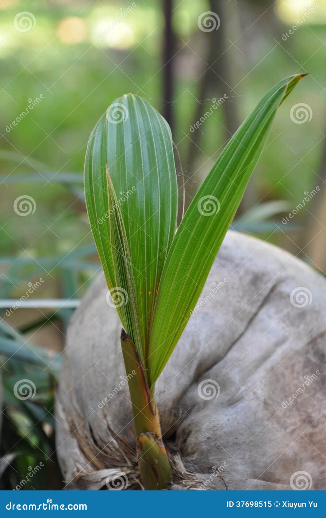 A coconut sprout stock image. Image of vivacious, energetic - 37698515