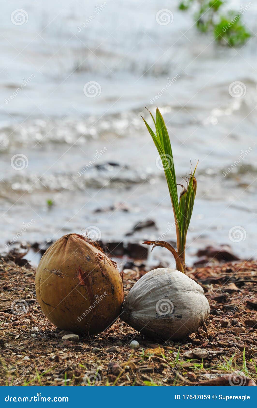 Coconut Sprout On The Beach Royalty Free Stock Images - Image: 17647059
