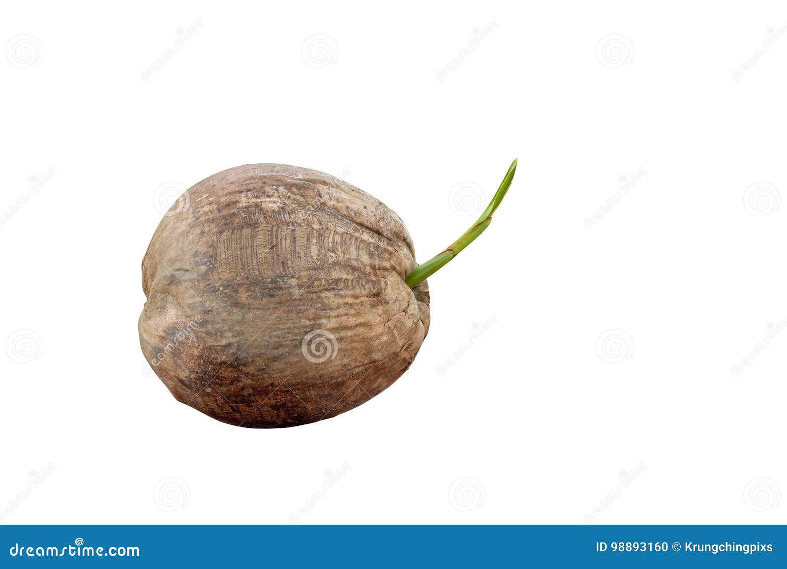 Coconut sprout. stock photo. Image of environment, background - 98893160