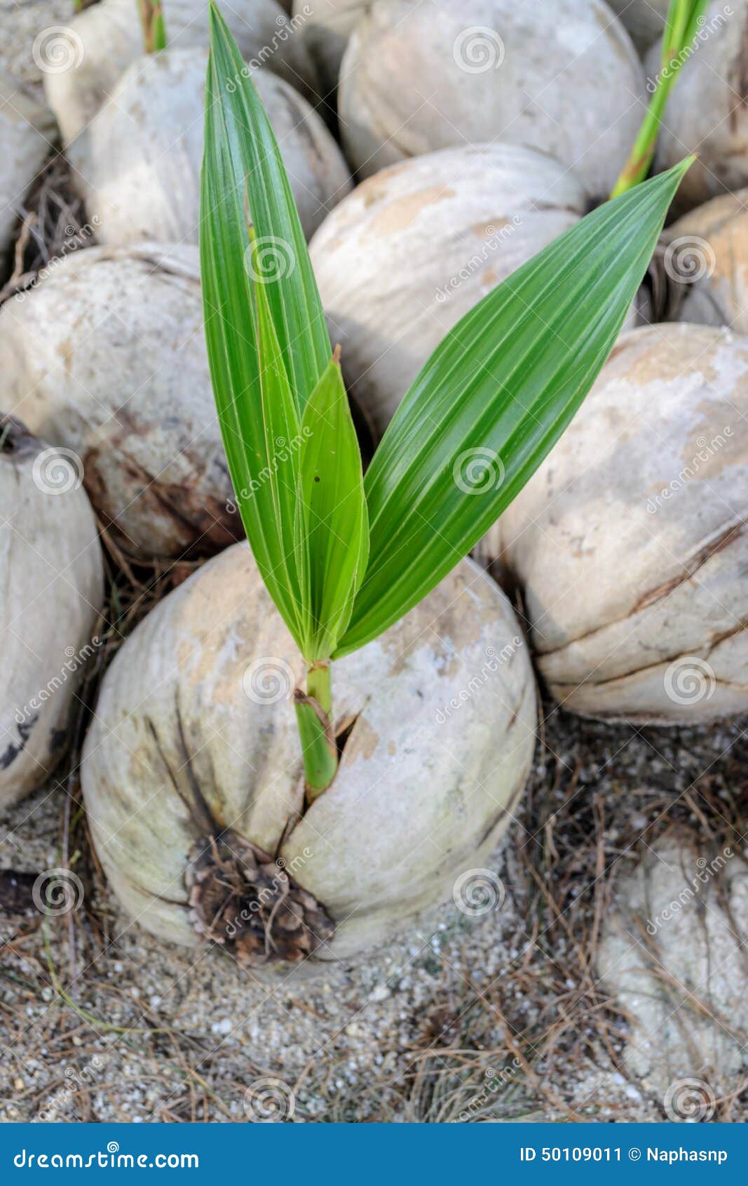 Coconut Sprout stock image. Image of plant, grow, young - 50109011
