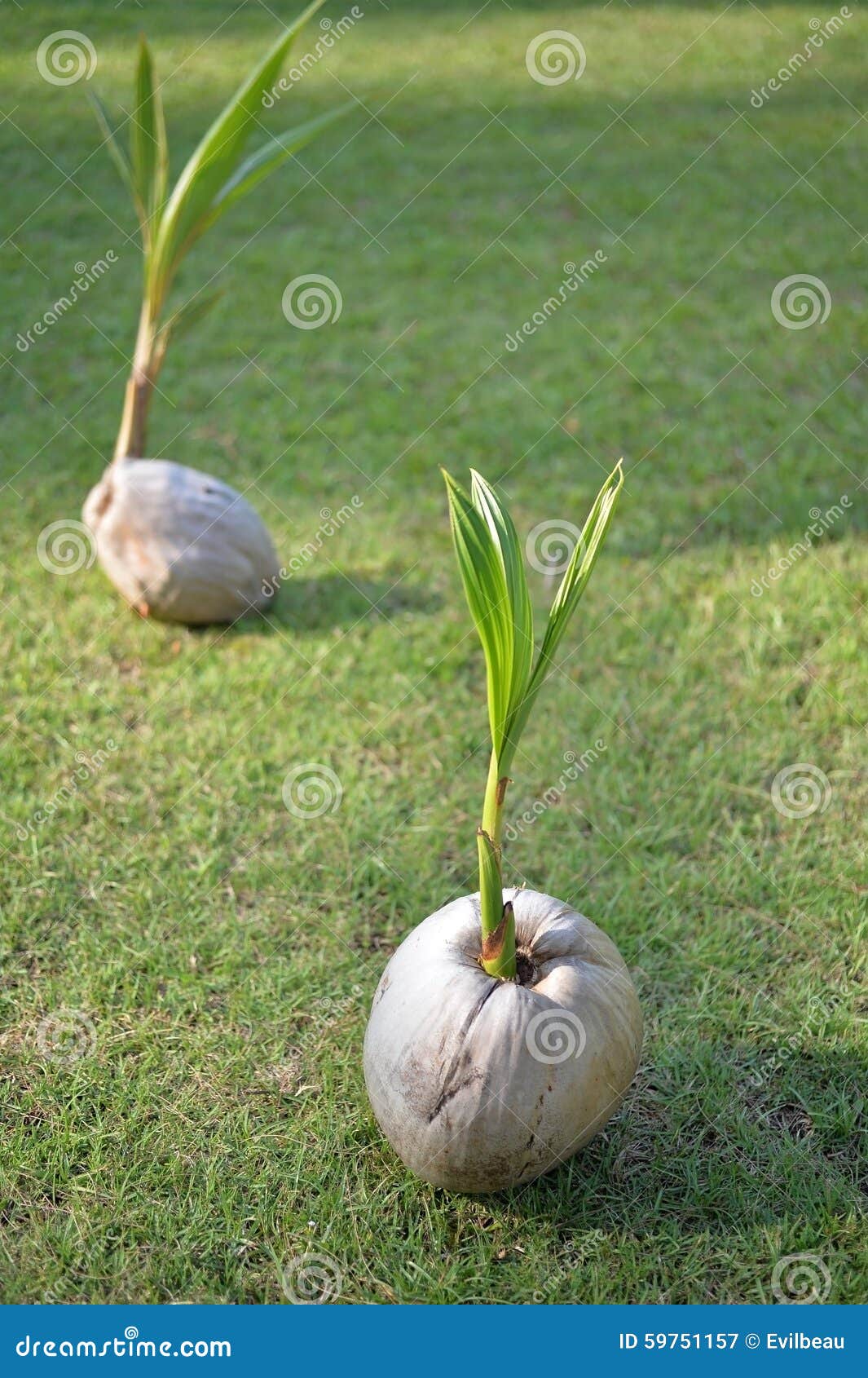 Coconut sprout stock image. Image of coconut, life, yard - 59751157