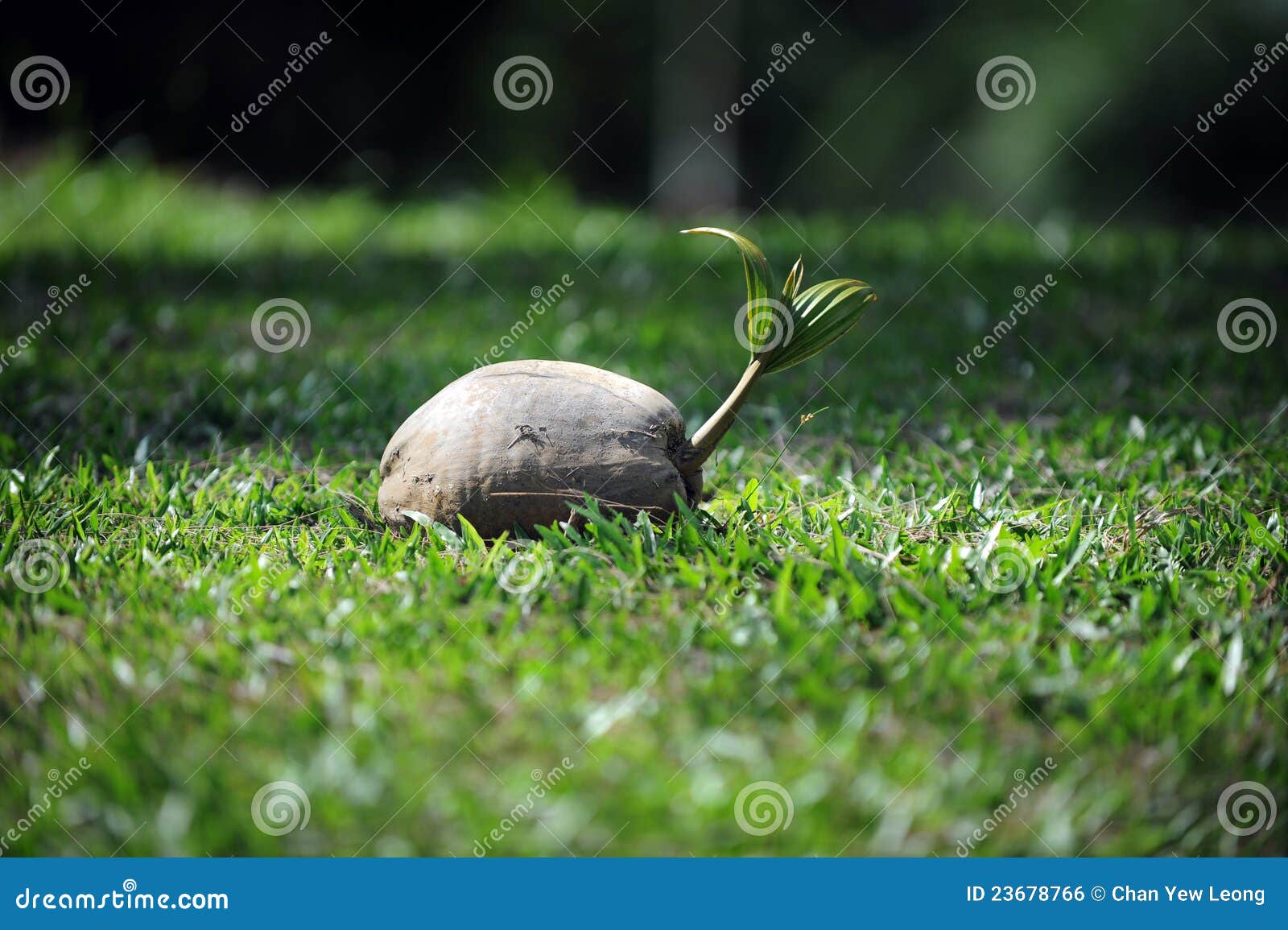 Coconut sprout on grass stock photo. Image of sprout - 23678766