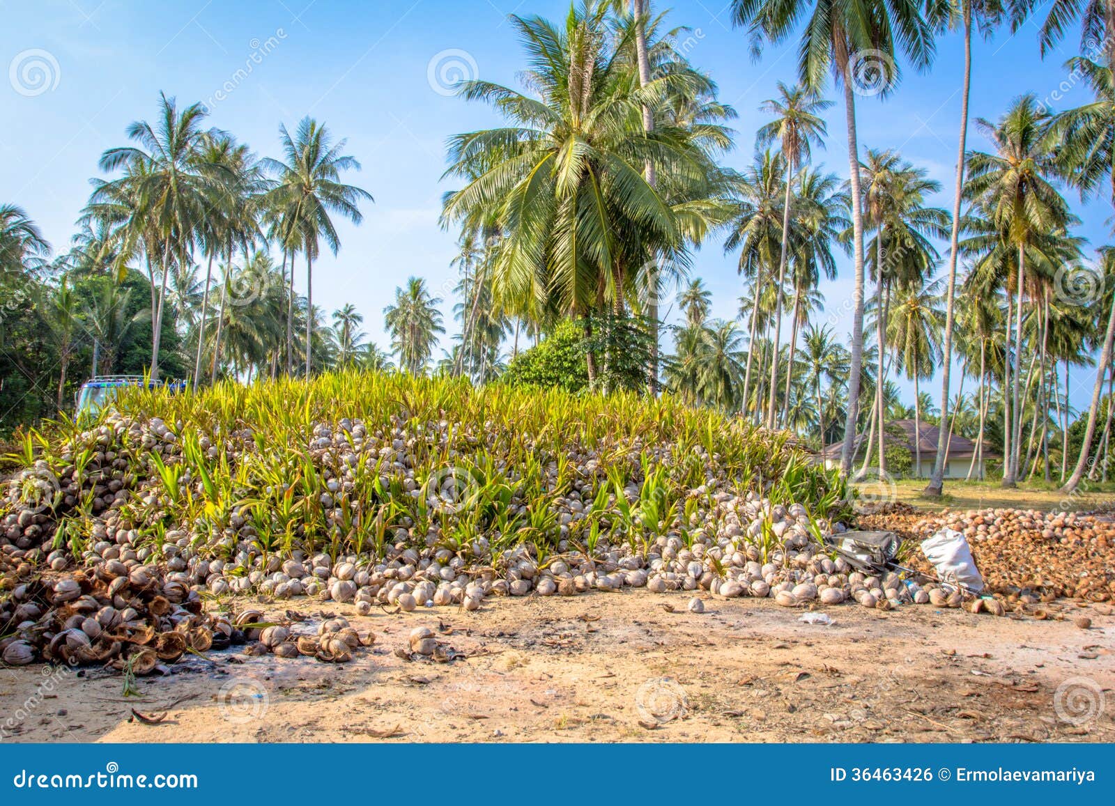 Coconut Sprout Ready To Germinate Stock Photo - Image of nature ...