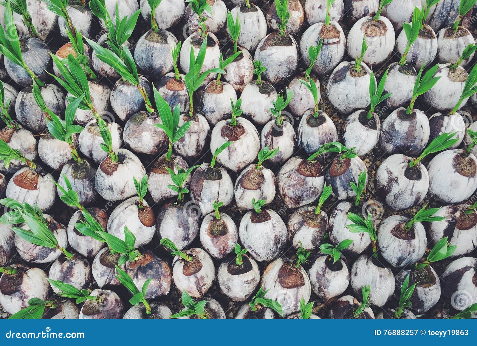 Coconut sprout stock image. Image of thai, fruit, agricultural - 76888257