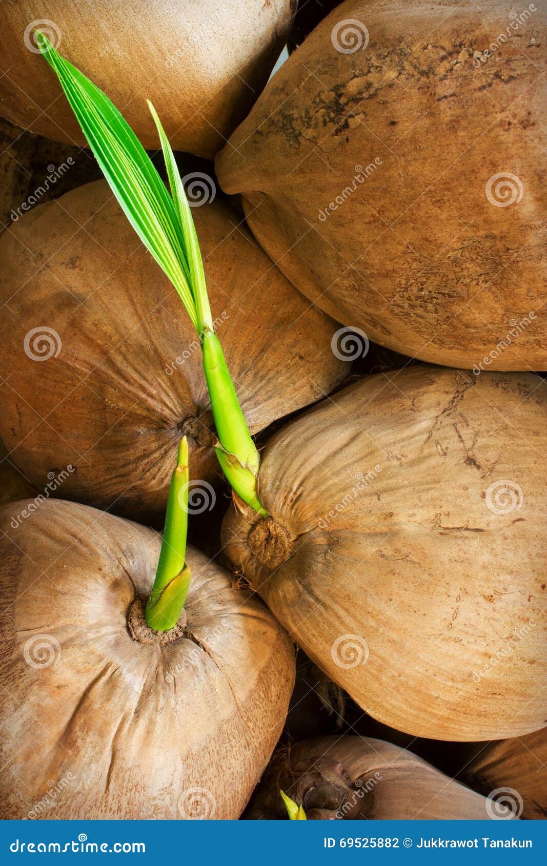 Coconut sprout stock photo. Image of ornament, plantation - 69525882