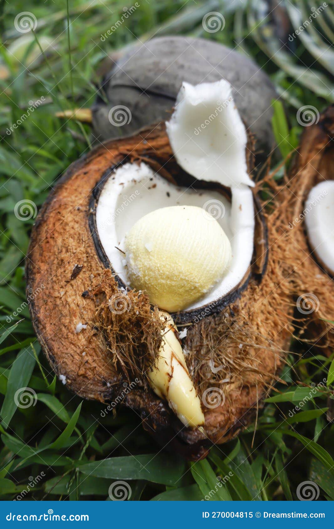 Coconut Sprouts Inside a Coconut that Has Been Split in Half. Selected ...