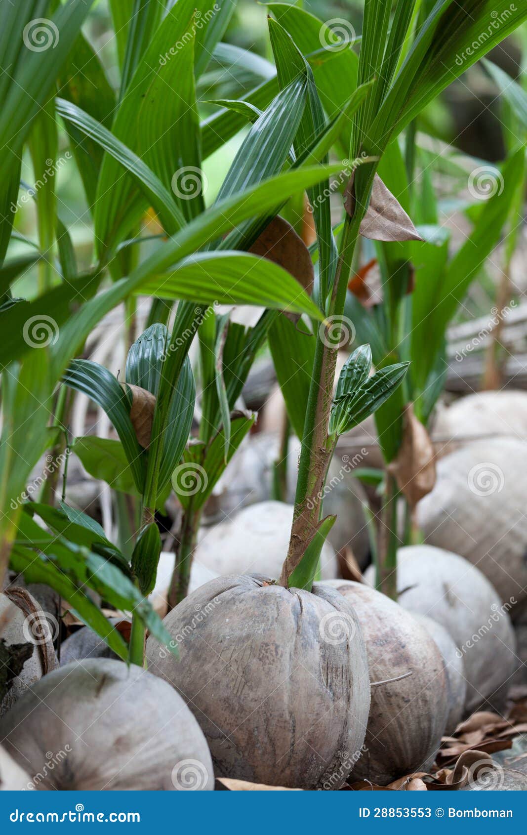 Coconut Sprouts Ready To Germinate Stock Image - Image of bundle ...