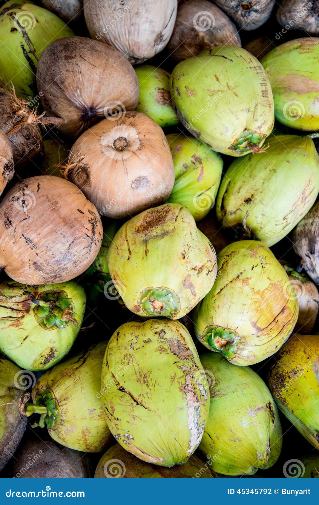 Coconut a stack of coconut stock photo. Image of milk - 45345792