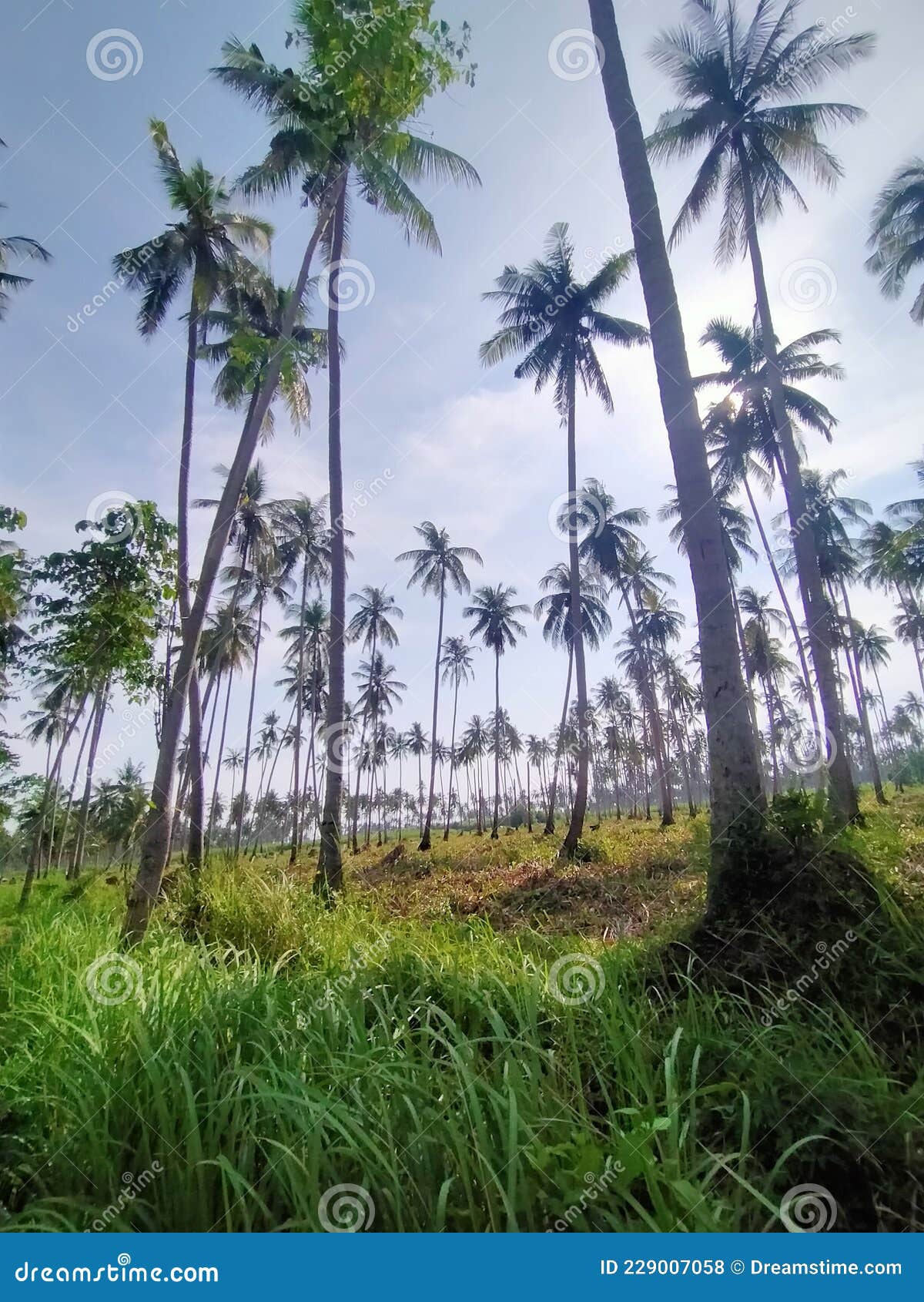 The coconut star stock photo. Image of grass, agriculture - 229007058