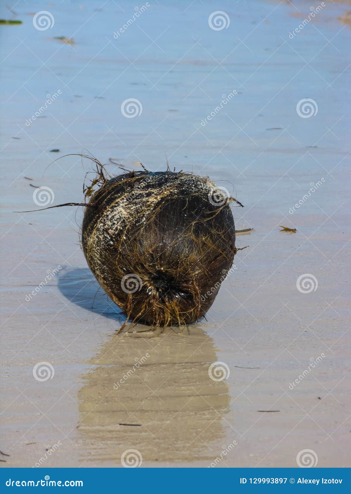 Coconut Stranded on the Beach in the Dominican Republic Stock Image ...