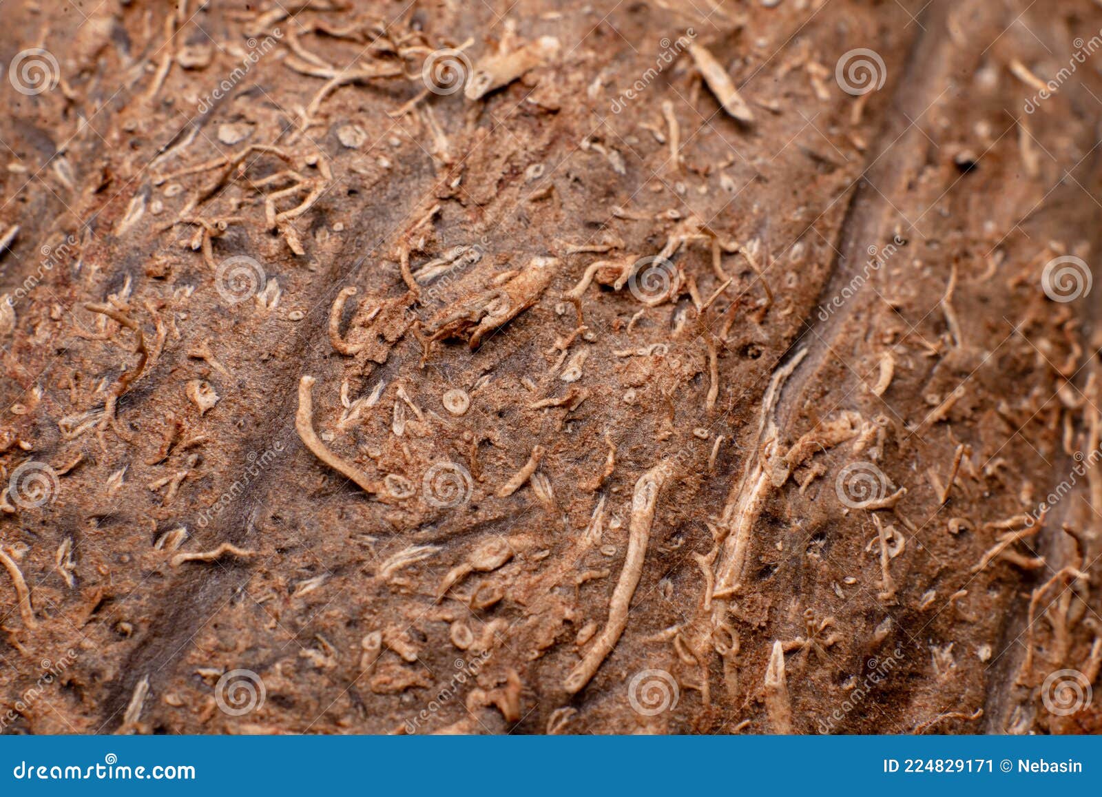 Coconut Structure Macro. Floral Background Stock Image - Image of fiber ...