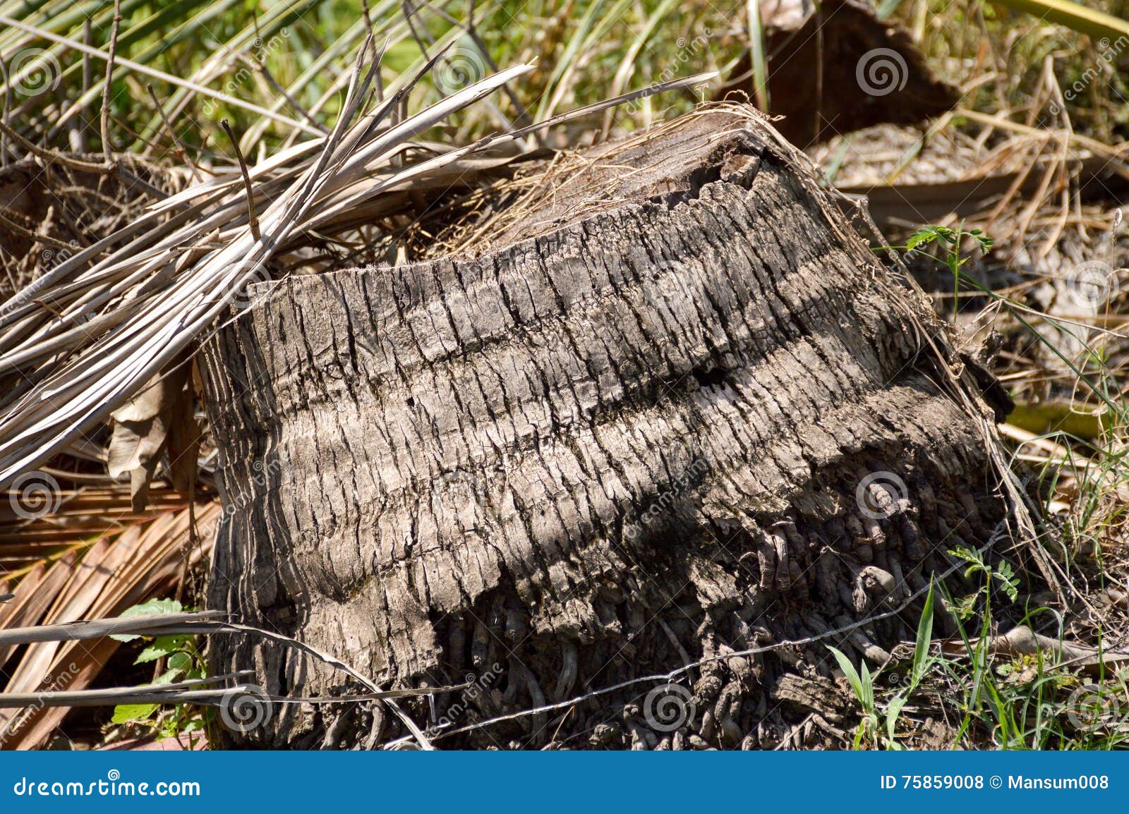 Coconut stump stock photo. Image of outdoor, tree, timber - 75859008