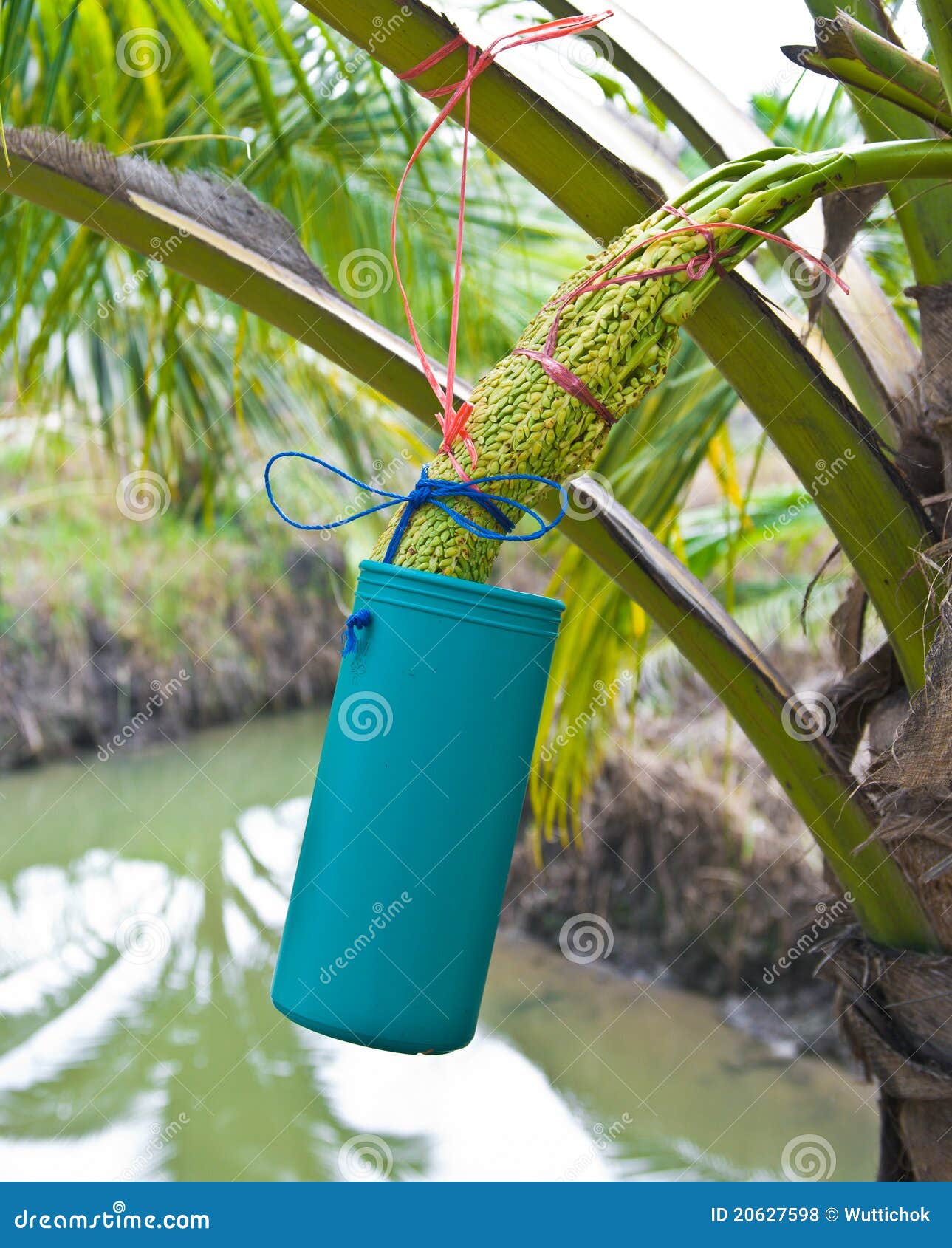 Coconut Sugar, Also Known As Coco Sugar, Coconut Palm Sugar, Coco Sap ...