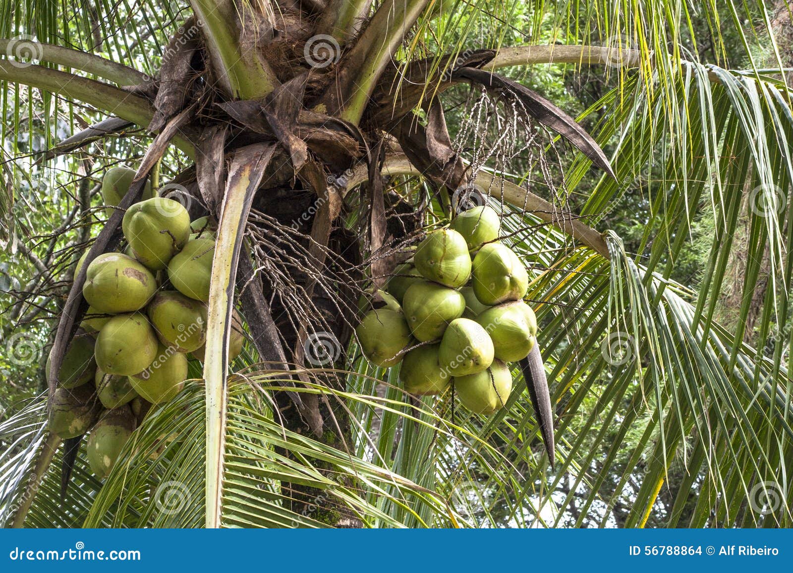 Coconut stock photo. Image of leaf, field, america, edible - 56788864