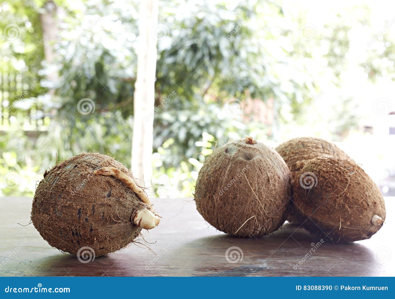 Coconut on the table stock photo. Image of freshness - 83088390