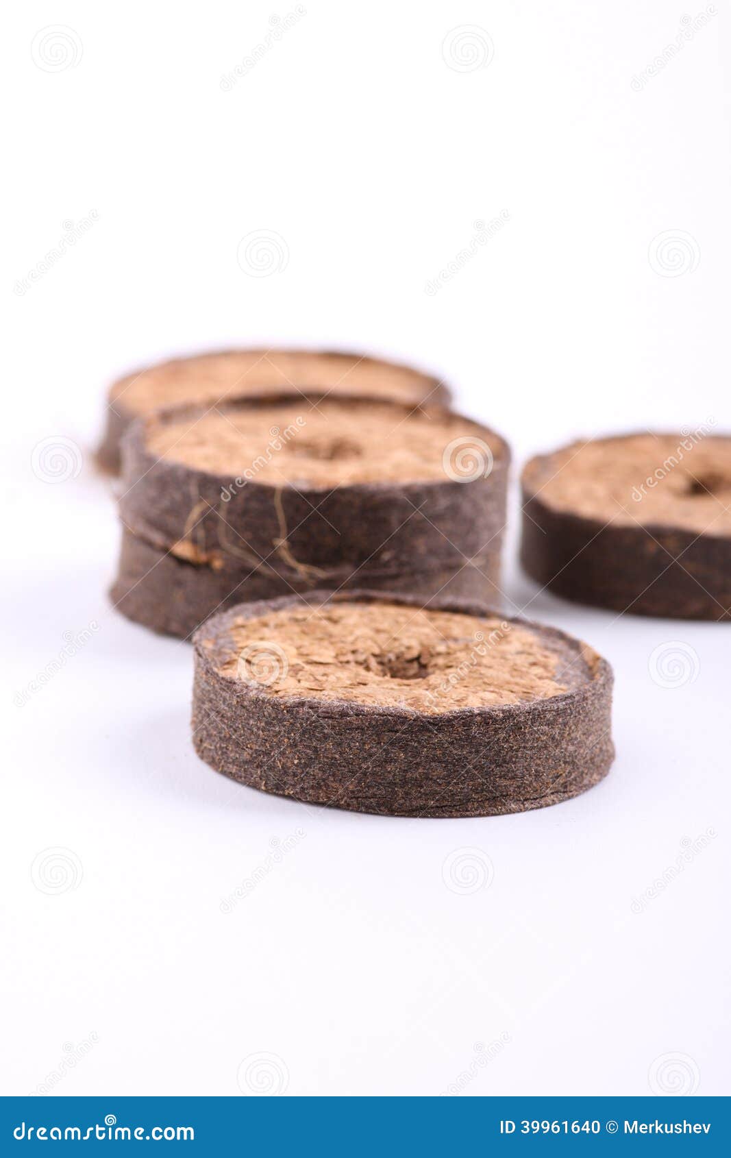 Coconut Tablets for Growing Stock Photo - Image of botany, seed: 39961640