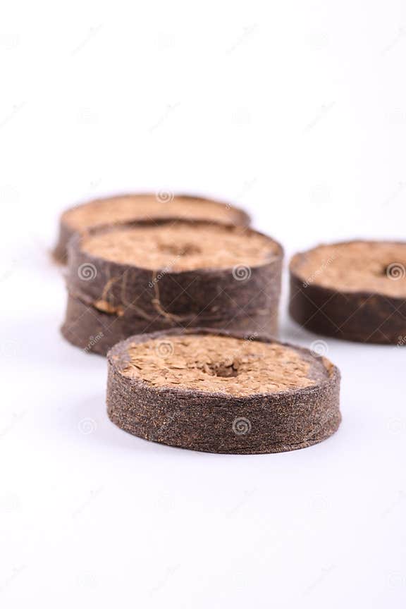 Coconut Tablets for Growing Stock Photo - Image of botany, seed: 39961640