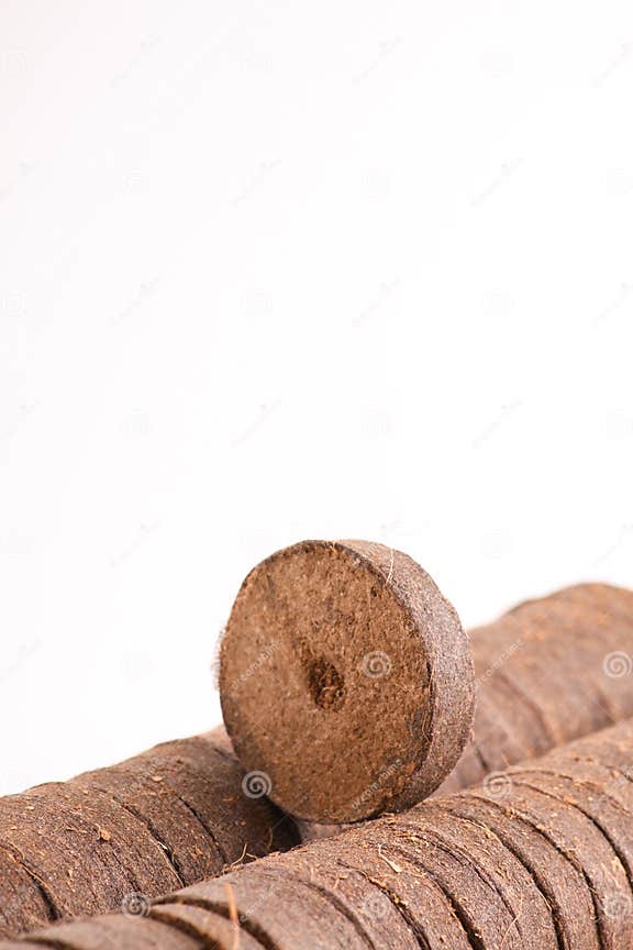 Coconut Tablets for Growing Stock Image - Image of soil, plant: 40292453