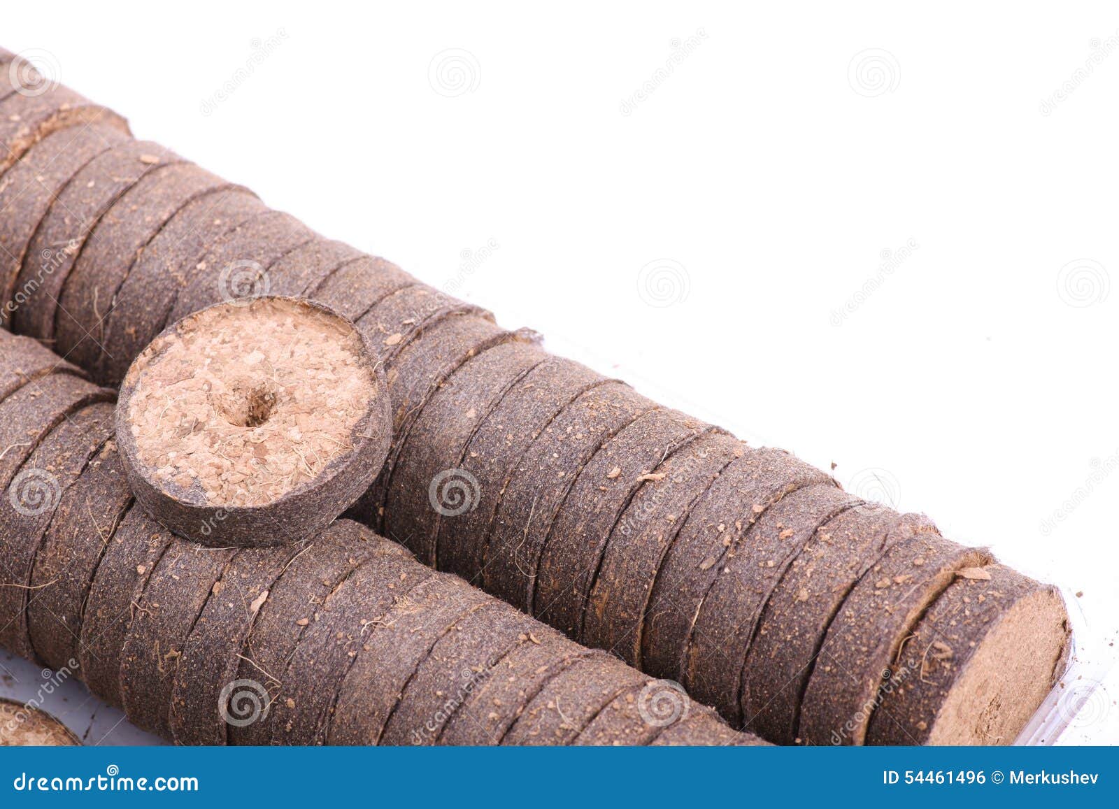 Coconut Tablets for Growing Stock Photo - Image of brown, botany: 54461496