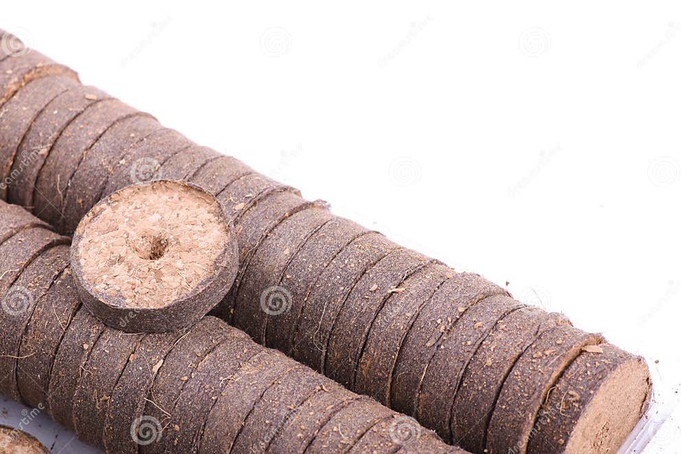 Coconut Tablets for Growing Stock Photo - Image of brown, botany: 54461496