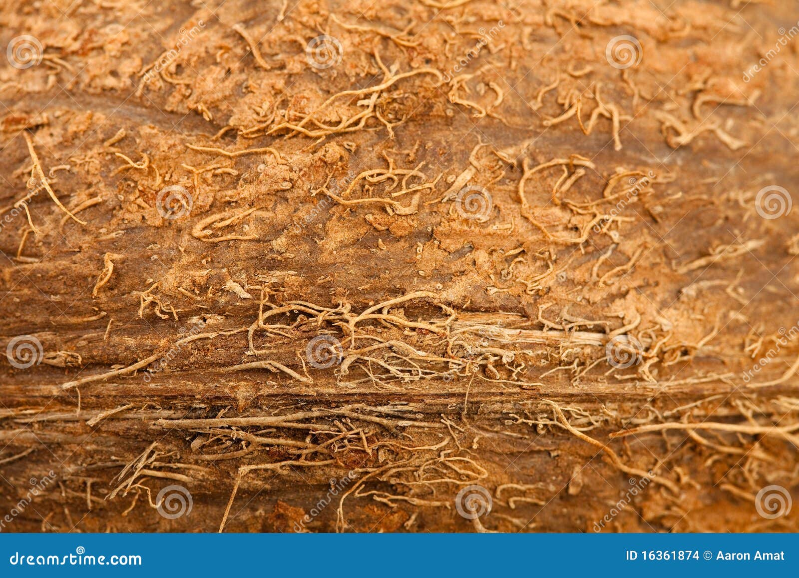 Coconut texture stock photo. Image of grass, coconut - 16361874